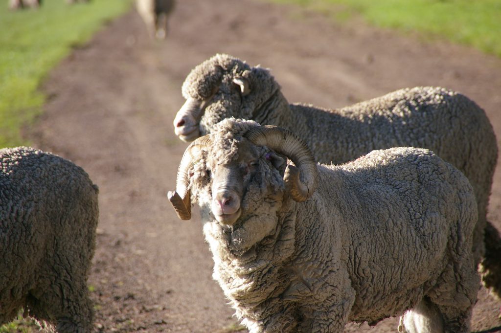 Merino Ram and Wool Sales - Kia Ora Merino